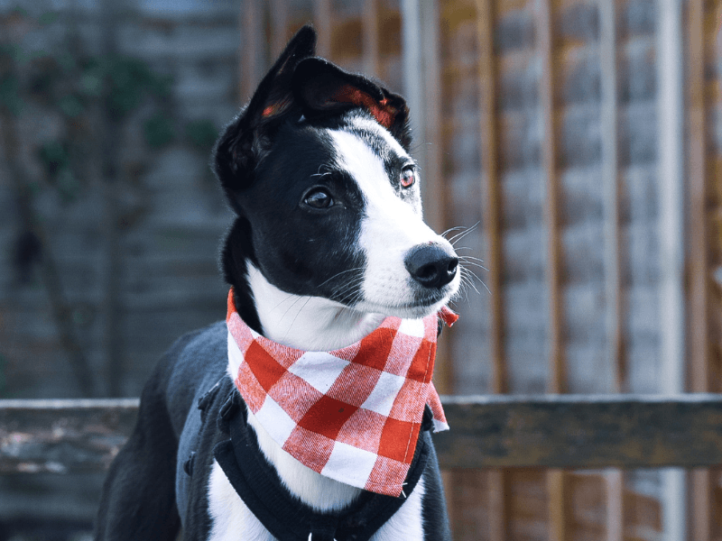 Adopt a pet | Cheltenham Animal Shelter