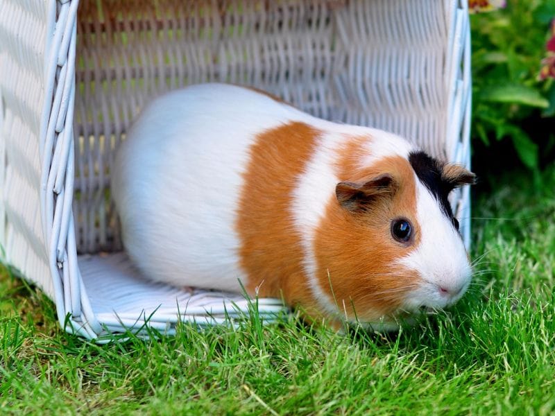 Guinea pig care | Cheltenham Animal Shelter