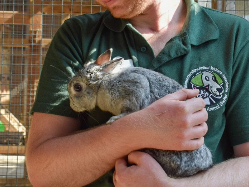 Small animal care | Cheltenham Animal Shelter
