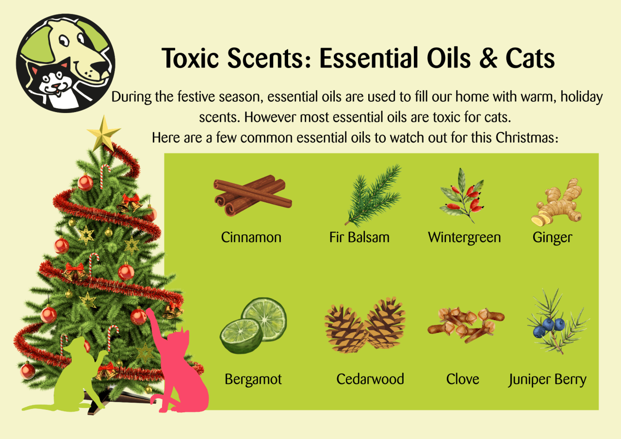 Purr-caution: The dangers of essential oils for cats | Cheltenham ...